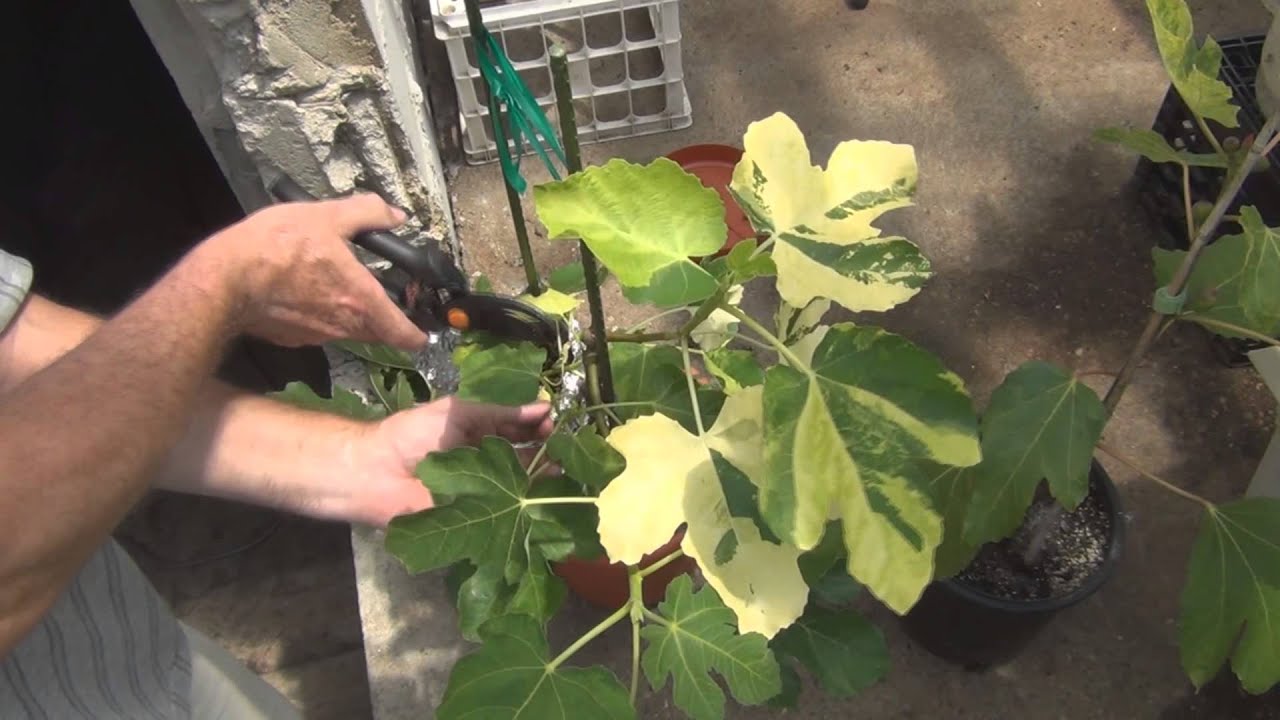 Jolly Tiger fig tree Air Layer Update - YouTube