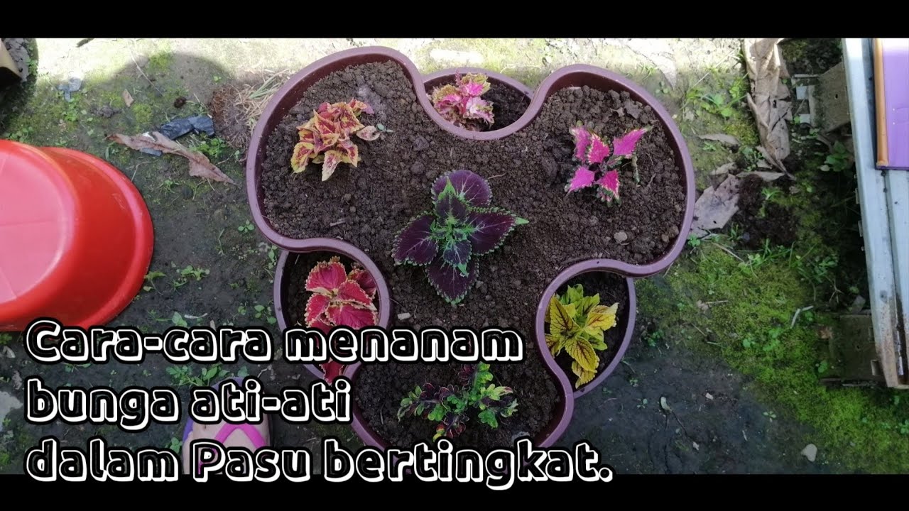 Cara-cara menanam bunga ati-ati dalam Pasu bertingkat#tanamdipasu - YouTube