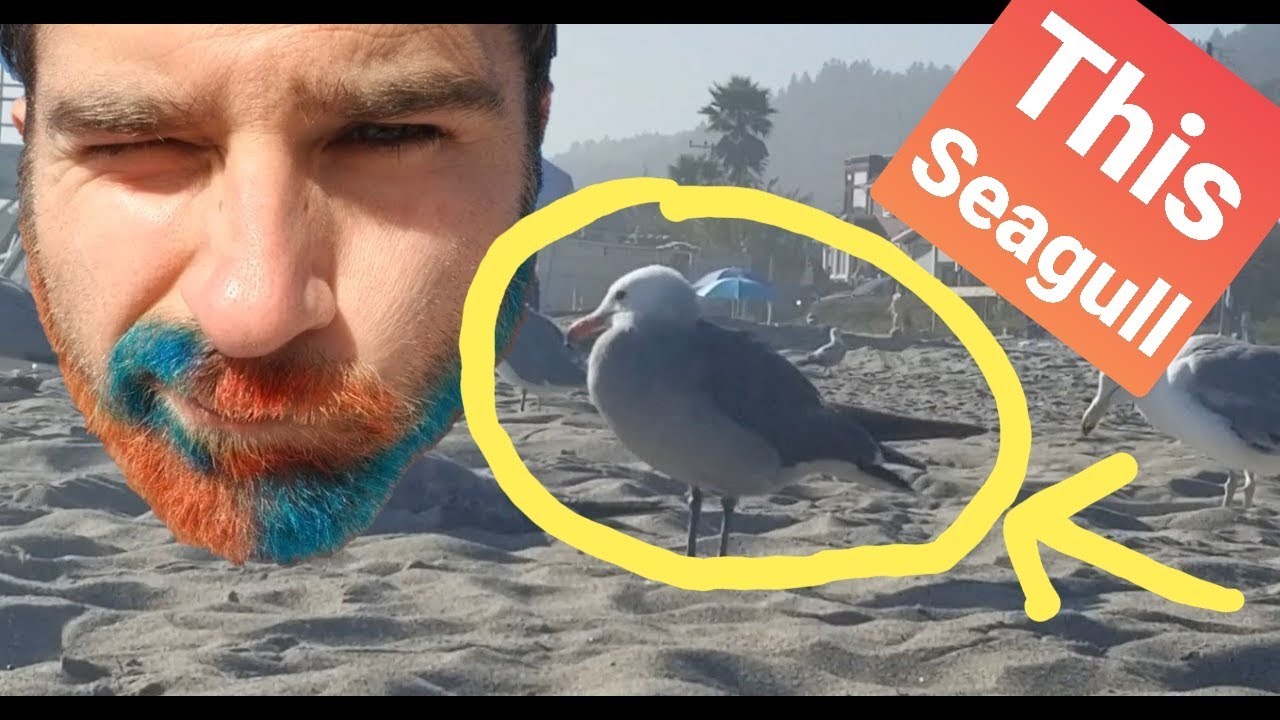 Seagulls at the Beach - Fun on the sand with the birds that steal your ...
