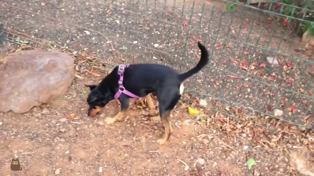 PERRO oliendo en el PARQUE - YouTube