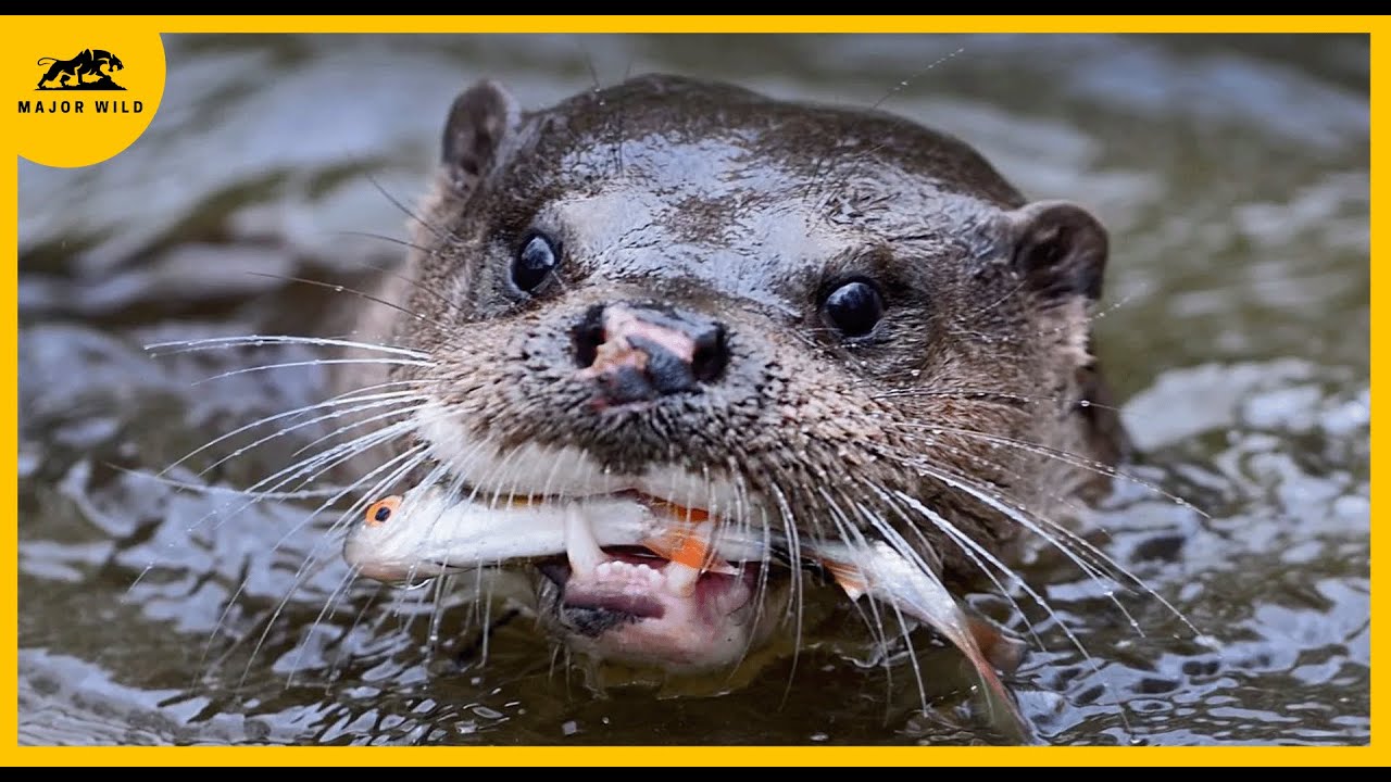 15 Moments When Otters Hunt And Eat Their Prey - YouTube