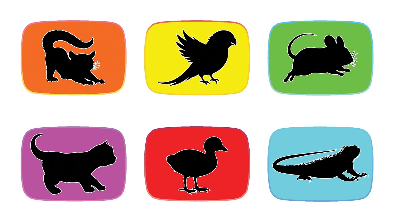 Pets: Kitten, Goose Cubs, Love Bird, Hamster, Sugar Glider, Iguana ...