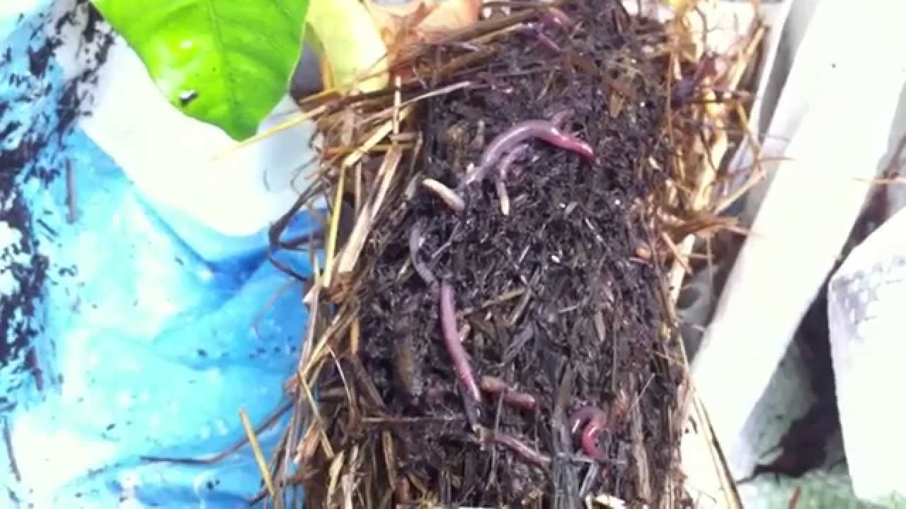 Utilisation des vers(le dendro) dans votre potager - YouTube