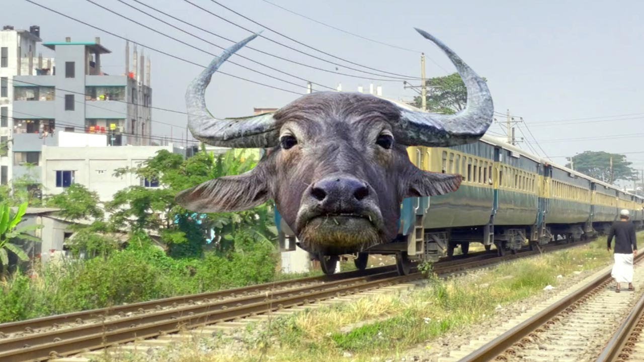 Intercity Express Train | Train Moving with Black Buffalo Head | Tongi ...