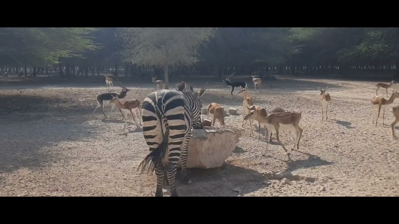 ZEBRA AND BLACKBUCK ANTELOPE EATING ALFALFA PELLETS .. - YouTube