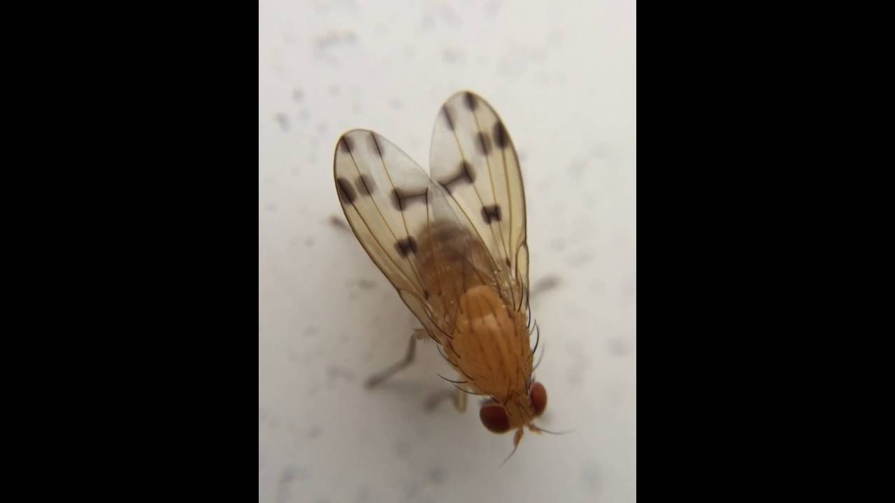 Mysteriously cute fly behavior - YouTube