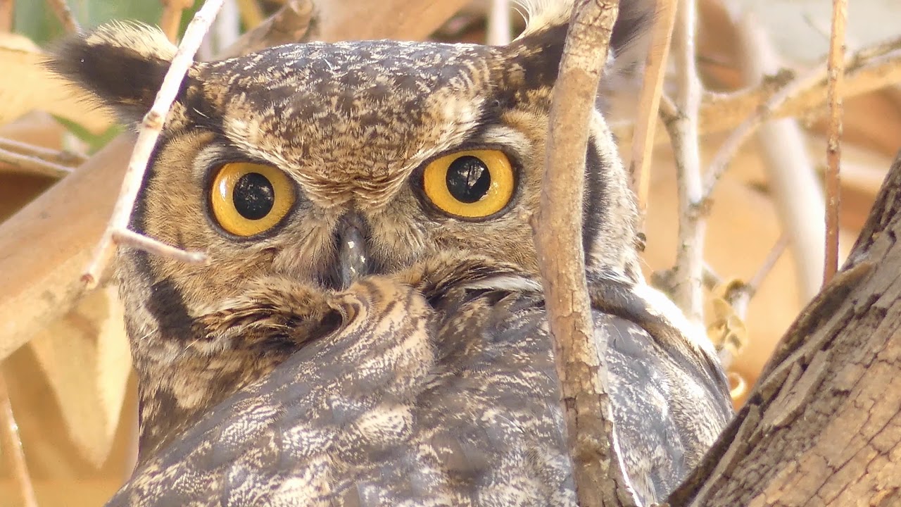 Tucúquere (Bubo magellanicus) el búho más grande de Chile - YouTube