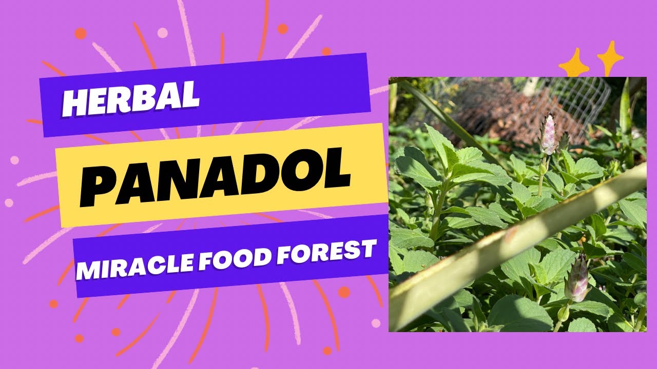 Panadol Plant Herb - YouTube