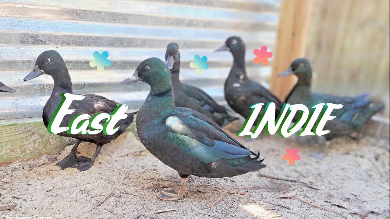 East Indie Bantam Call Duck - YouTube