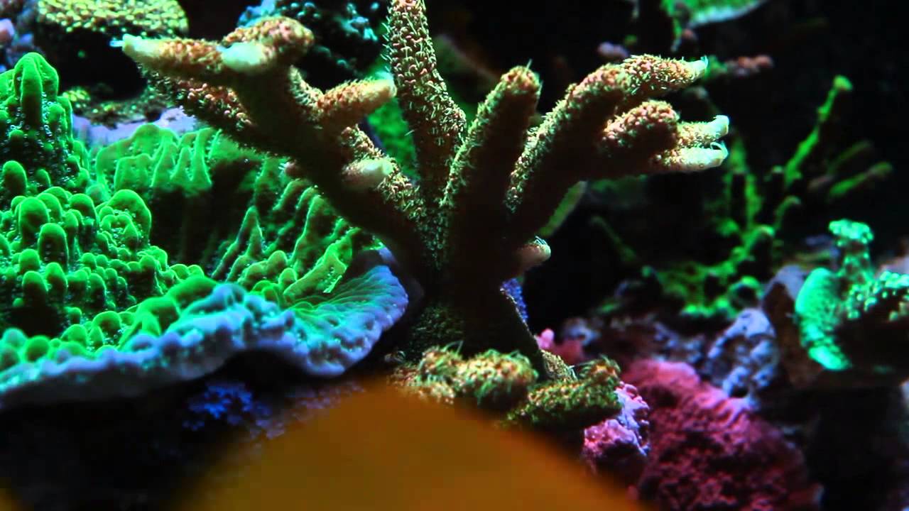Sunset Millepora - YouTube