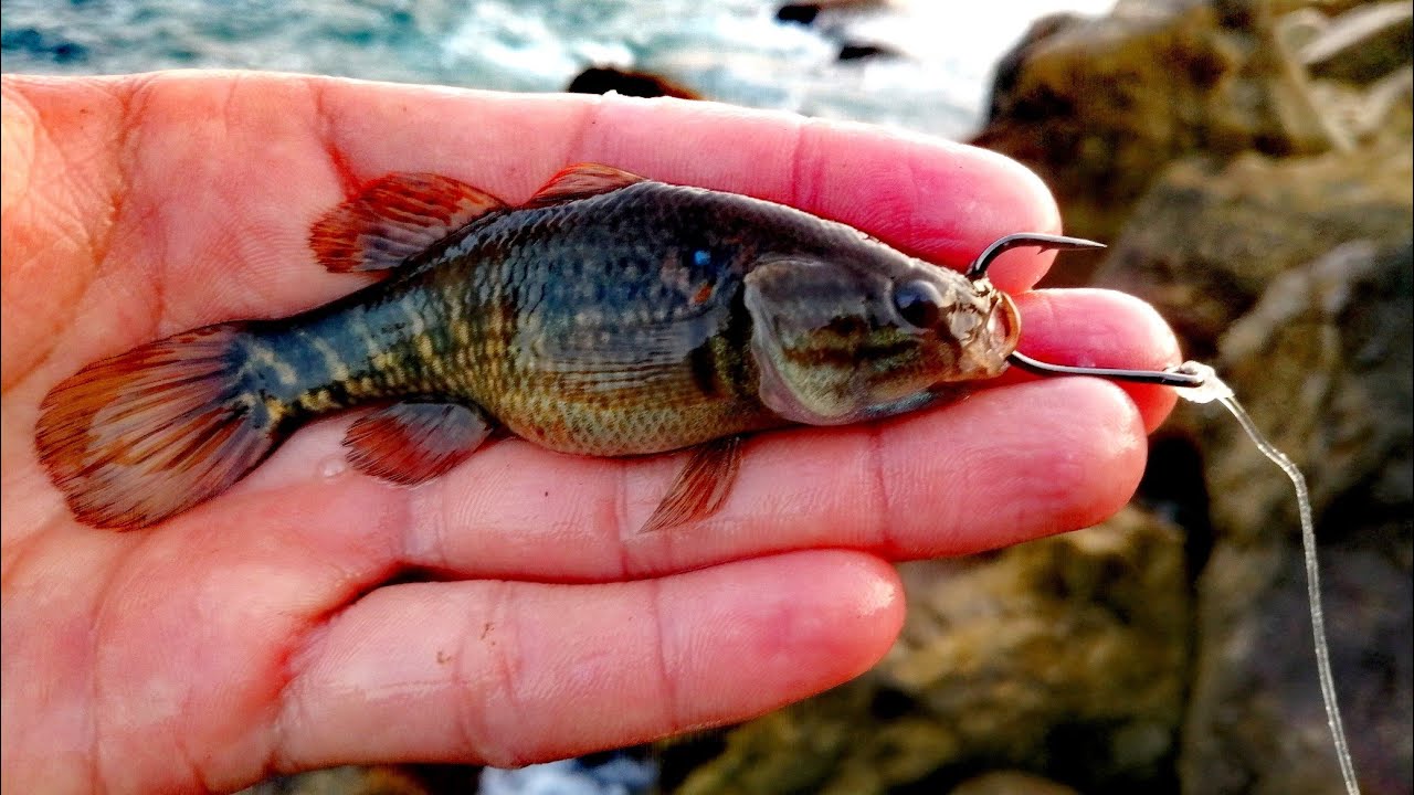 Pesca con PUYEQUES O TOPEN Vivos||..pesca de PARGOS con CARNADA VIVA ...