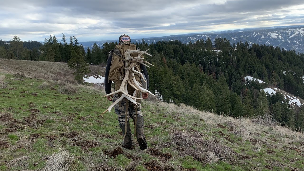 Oregon Elk Shed Hunting - March 2022 - YouTube