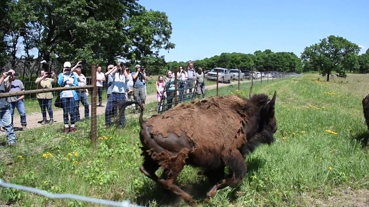 bison chad - YouTube