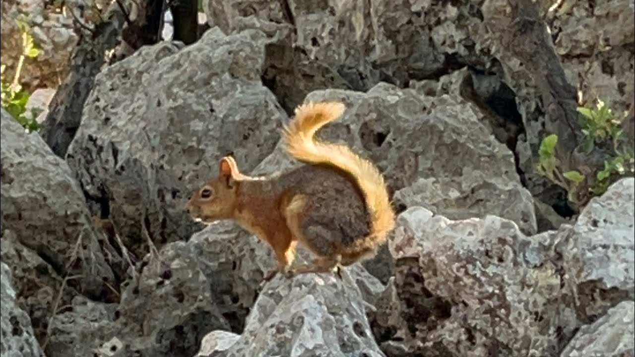 TİRİK YUVASINA FISTIK ATTIM, TİRİK SESLERİ ️🌸 #goat #vlog #funny - YouTube