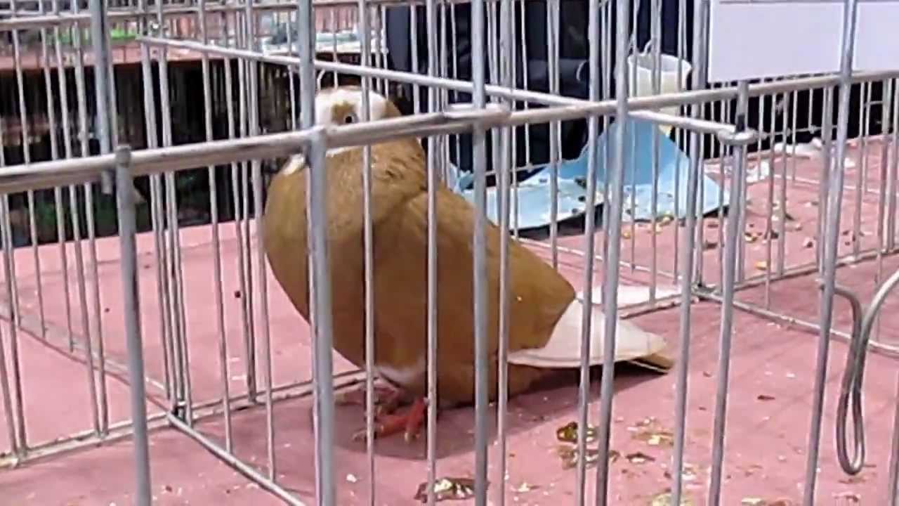 Mokee pigeons - YouTube