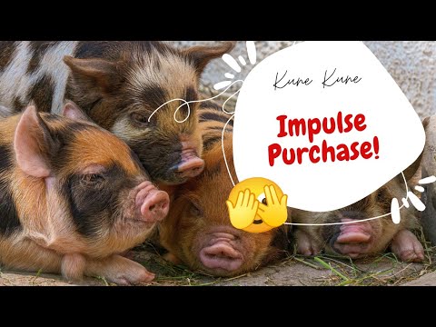 Impulsive pig purchase... we know nothing. - YouTube