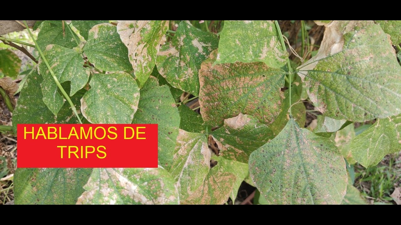 COMO COMBATIR EL TRIPS - YouTube