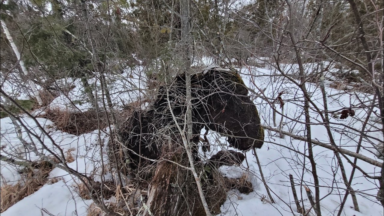 Spring time Sasquatch🐎 horse art! - YouTube