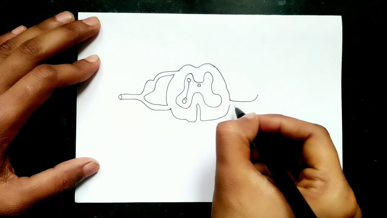Reflex Arc diagram#2020 - YouTube