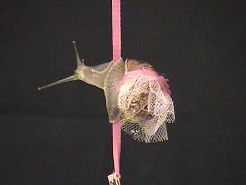 The Snail Ballet - YouTube