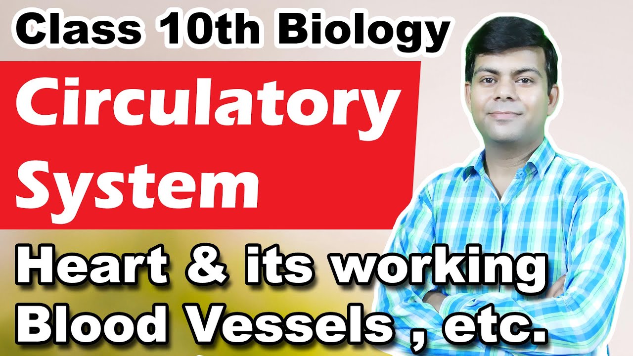 Circulatory System in 1 Shot : Heart & its complete Working, Blood ...