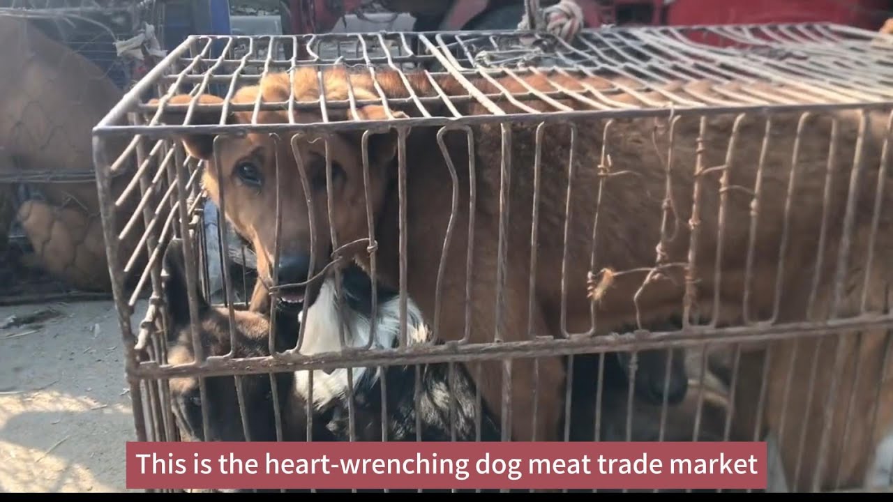 Asian Open Air Dog Meat Market - YouTube