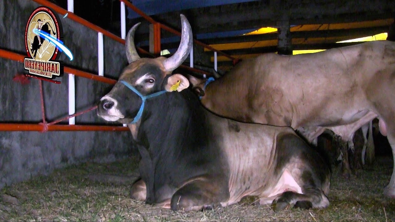 FUE SU ULTMA JUGADA DE ESTE TORO Seleccion Poderosa En Tetecala Morelos ...