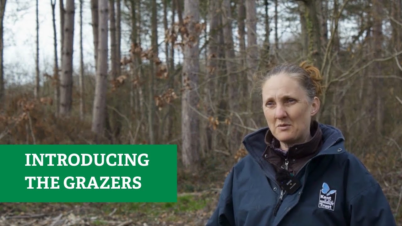 Alison Ruyter Introduces the Conservation Grazers at West Blean Woods ...