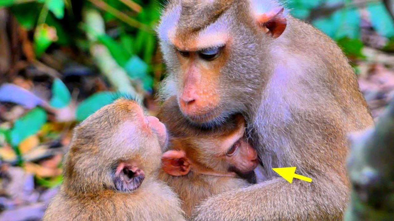 Ooh..!! What happened? What is the Mom Libby saying to Tiny Rainbow ...