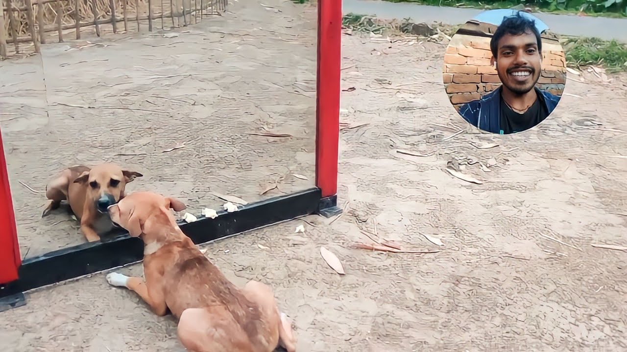 Super Funny Mirror Prank On Dog | Hilarious Dog Reaction to Mirror ...