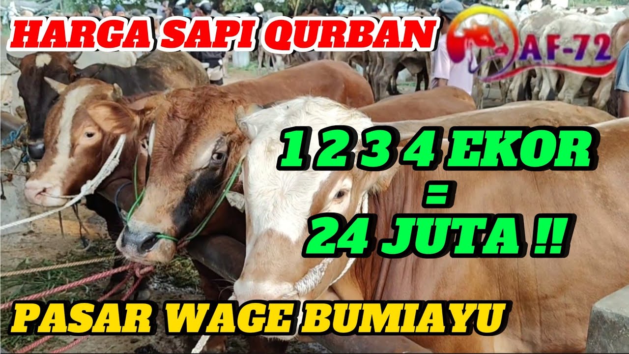1 2 3 4 EKOR = 24 JUTA‼️HARGA SAPI QURBAN HARI INI - PASAR WAGE BUMIAYU ...