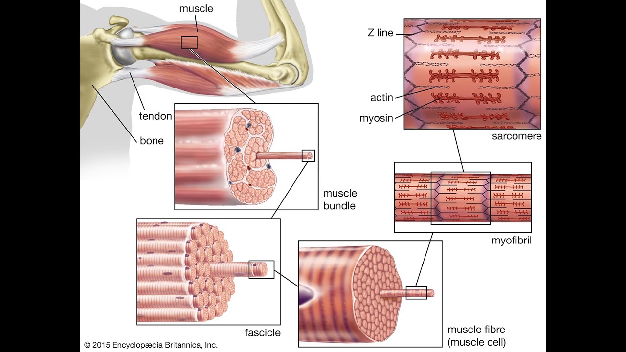 Skeletal Muscle Structure And Function YouTube Skeletal Muscle Structure And Function YouTube