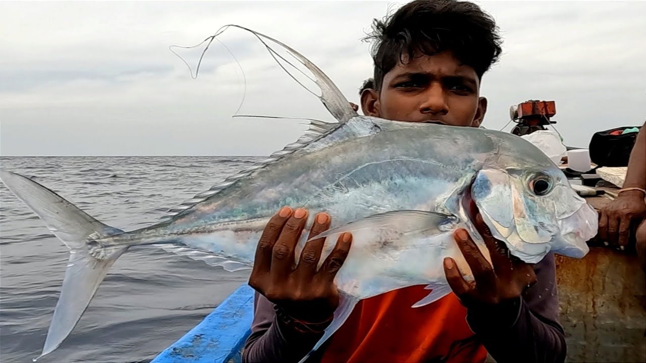 Catching Diamond Trevally Fish, Barracuda Fish & Mahi Mahi Fish in the ...