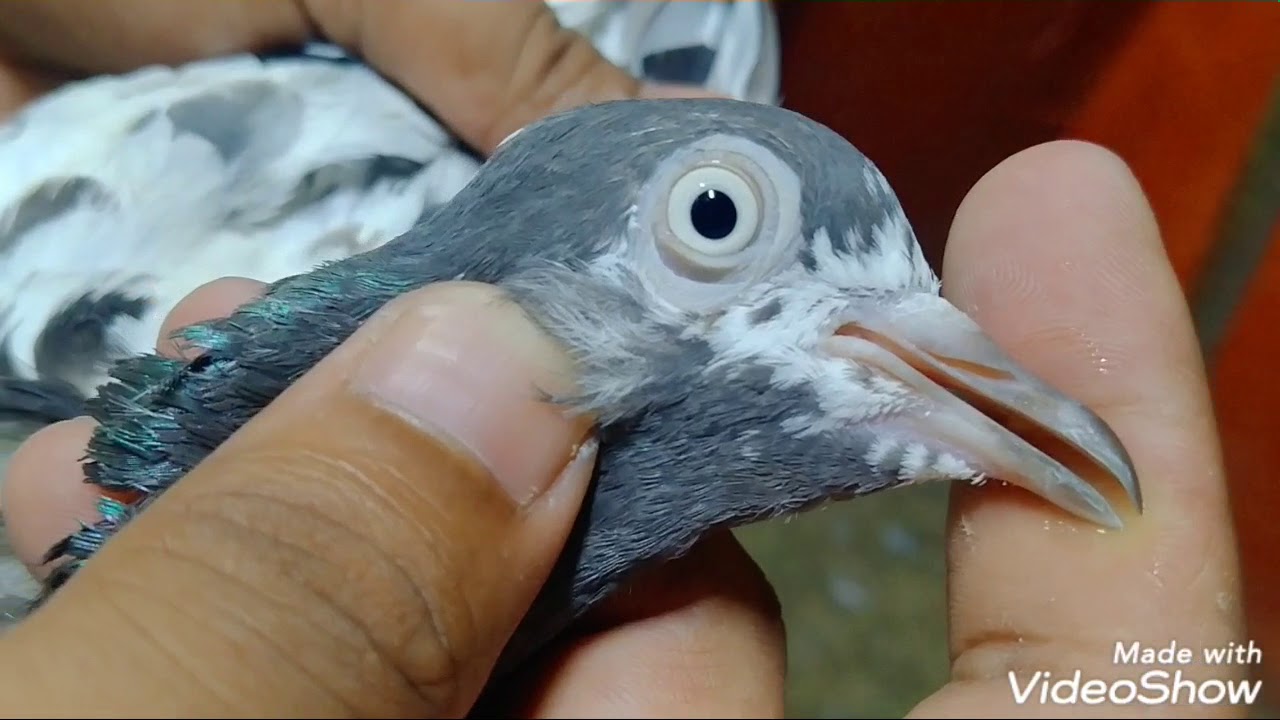0313-0483385 zahid sale pigeon High-class taddi pair cargo all Pakistan ...