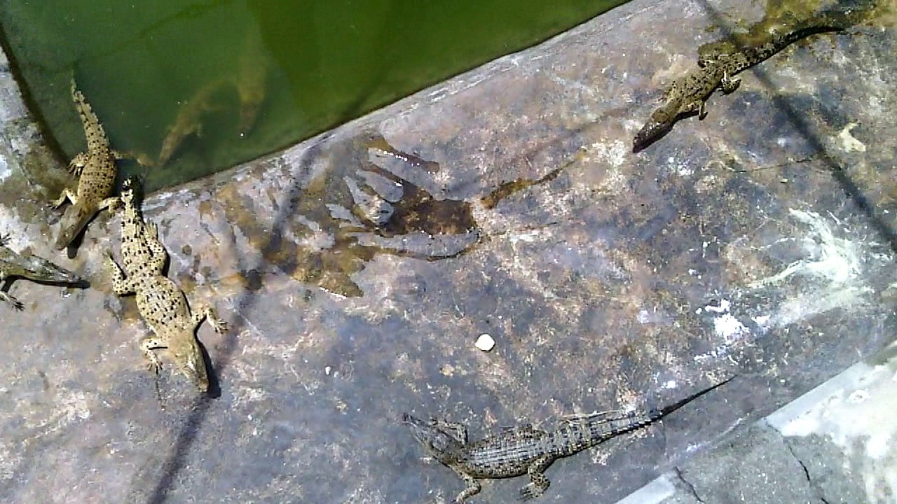 Baby Crocodile playing at koromjol sundarban Bangladesh crocodile farm ...