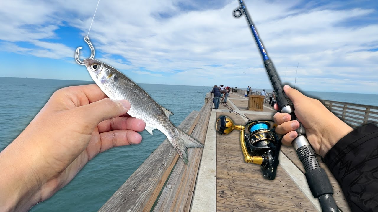 Fishing a LIVE BAITFISH off the Pier and Caught THIS! (Catch and Cook ...
