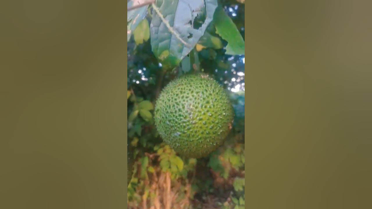 Dây Gấc Thiên Nhiên #vongafamily #thiênnhiênviệtnam #yenbinh - YouTube