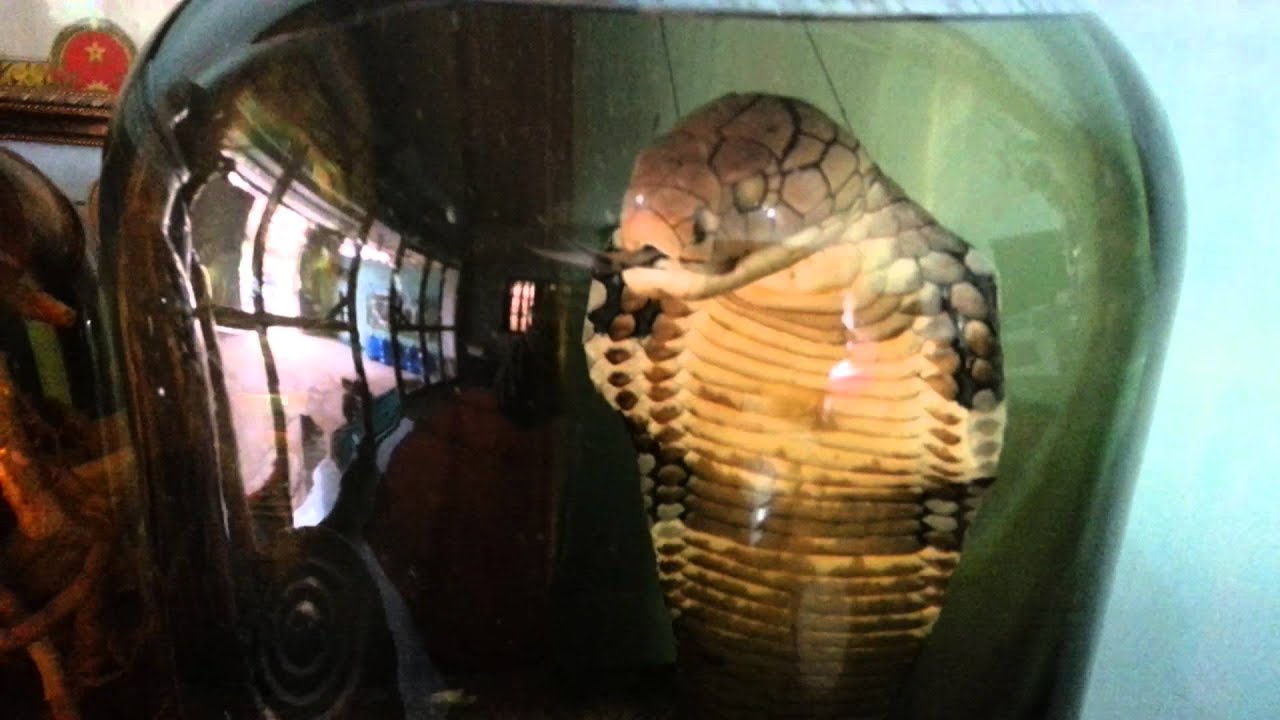 Rượu rắn hổ mang chúa - YouTube