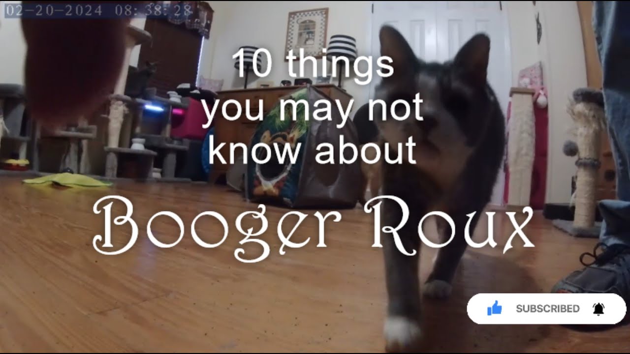 10 things you might not know about Booger Roux #cat #catlover - YouTube