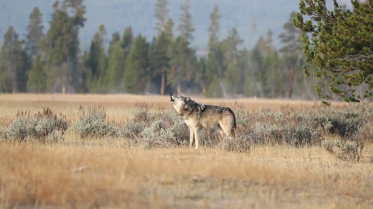 Howling Wolf in Yellowstone National Park - YouTube