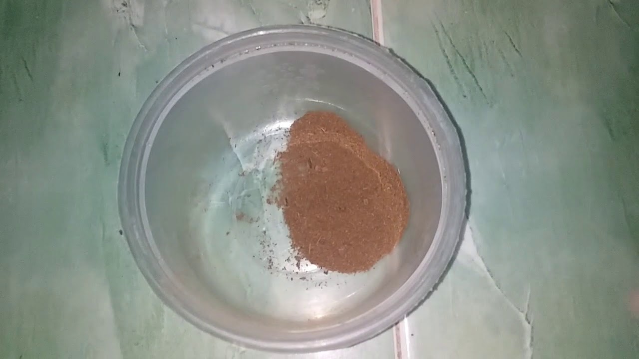 Pembuatan Teh Cengkeh - YouTube