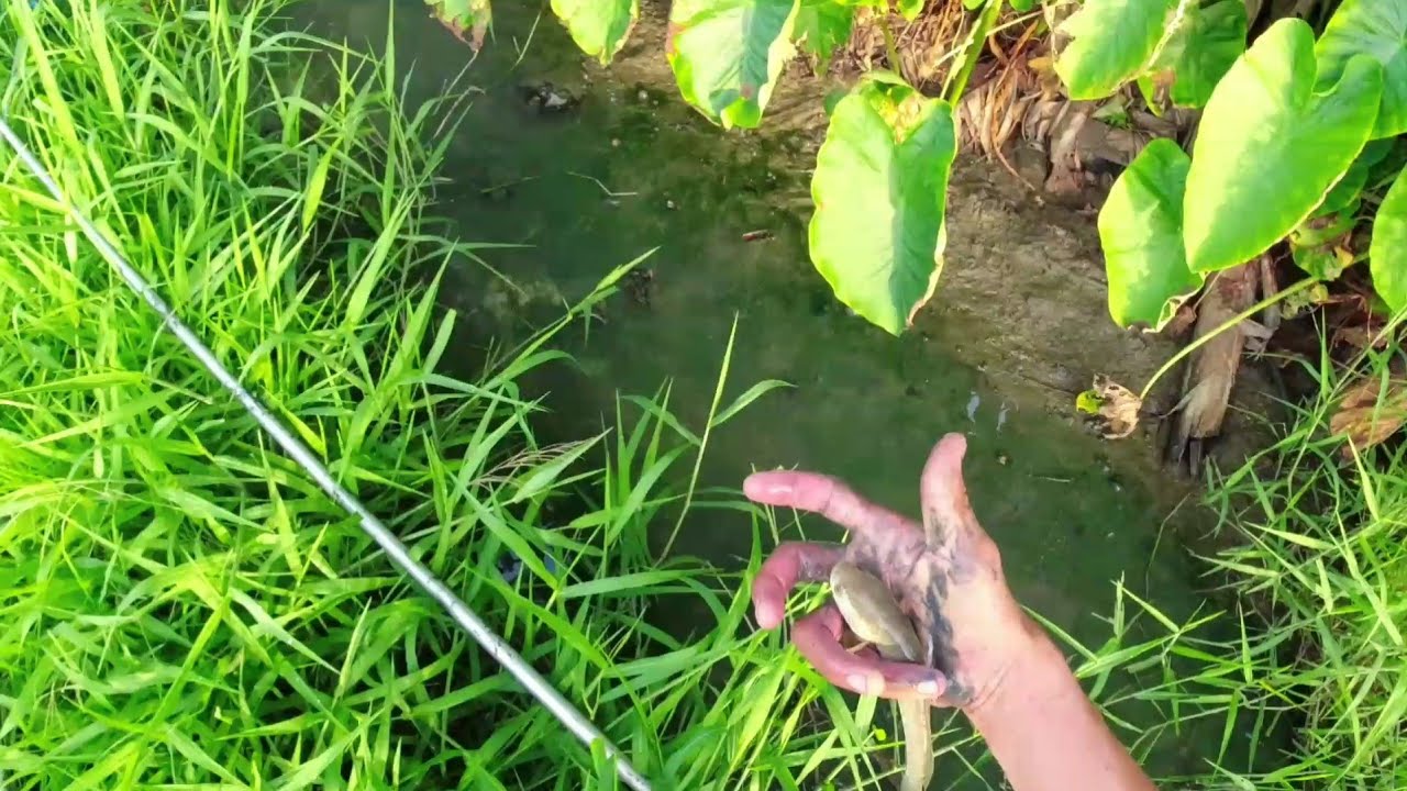 tes setrum ikan pdc tanpa pwm full versi - YouTube