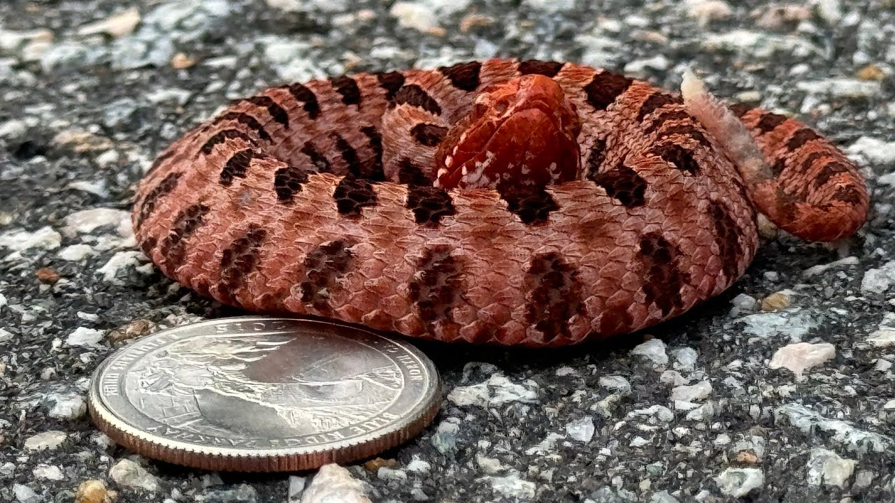 Eastern North Carolina Herping - Bright red Pygmy Rattlesnake and much ...