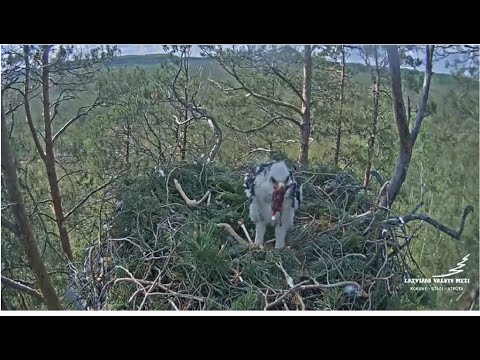 Latvia Golden Eagles ~ Meldrs Swallows Prey Whole! 😲 3 Deliveries By ...