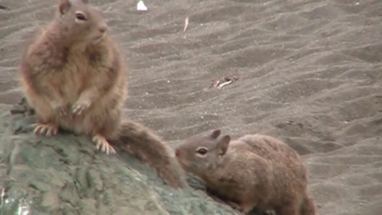 ocean squirrel - YouTube