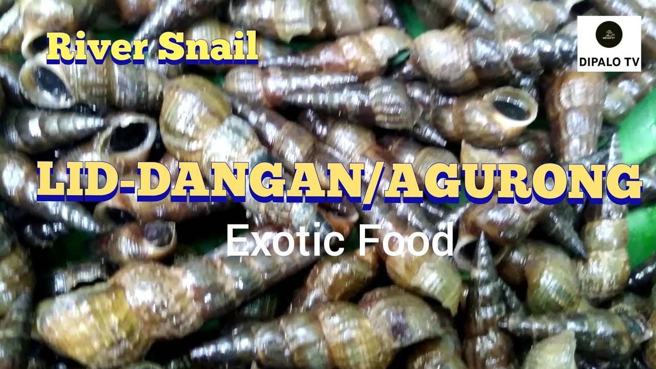 Catch in Cook exotic, Agurong/Lid-dangan Dipalo.#Agurong #ilocanodish # ...