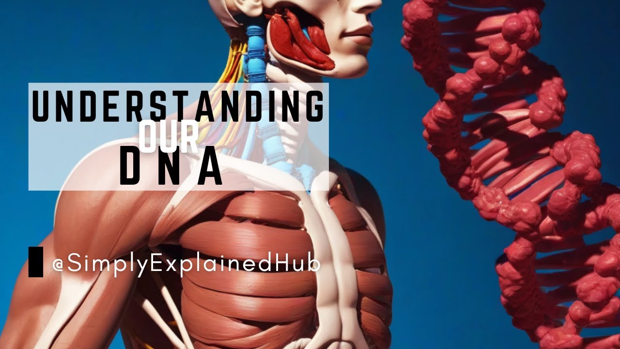 The Human DNA explained: The Blueprint of Human Anatomy - YouTube