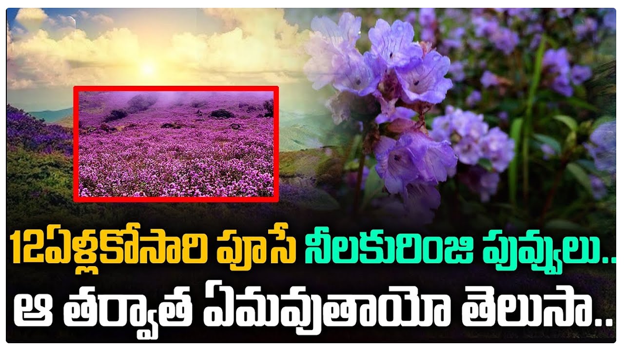 Flowers Names In Telugu | Best Flower Site