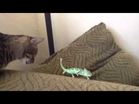 Chameleon and cat - YouTube