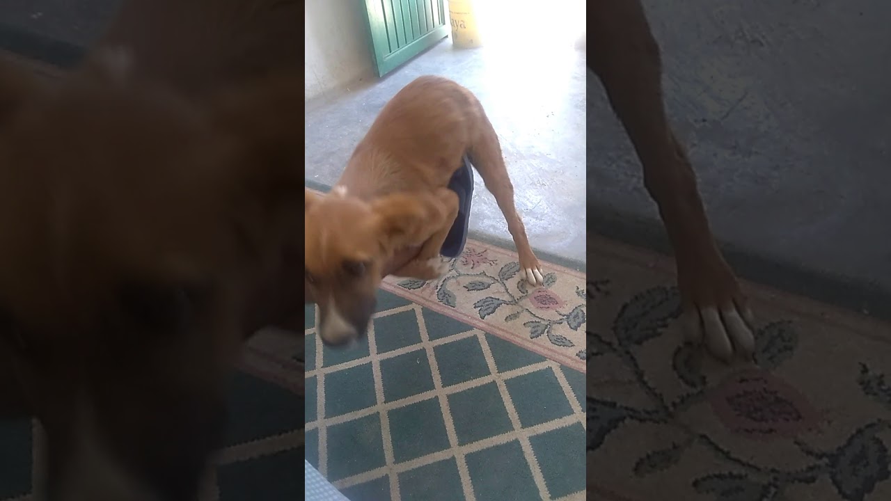 El firulais - YouTube